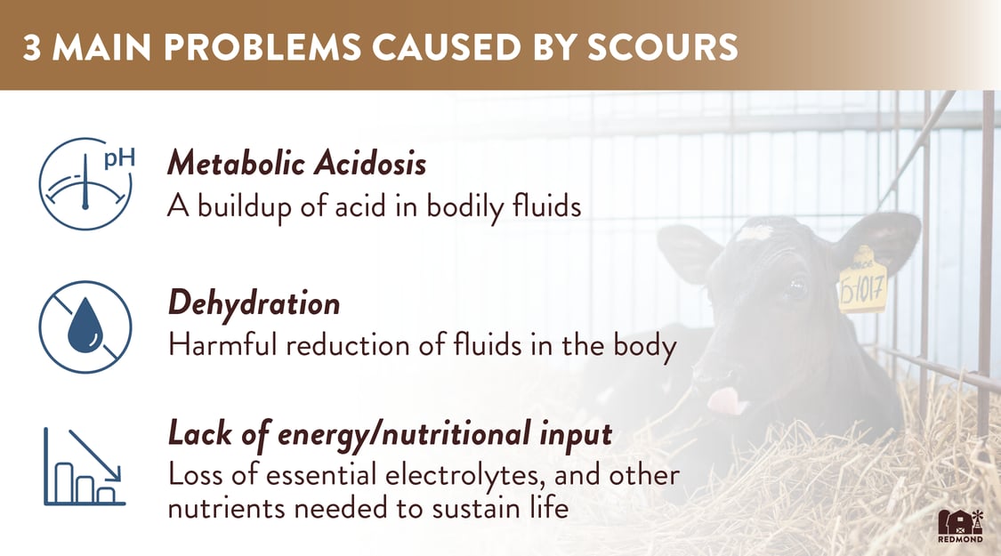 How To Naturally Treat And Prevent Scours In Calves